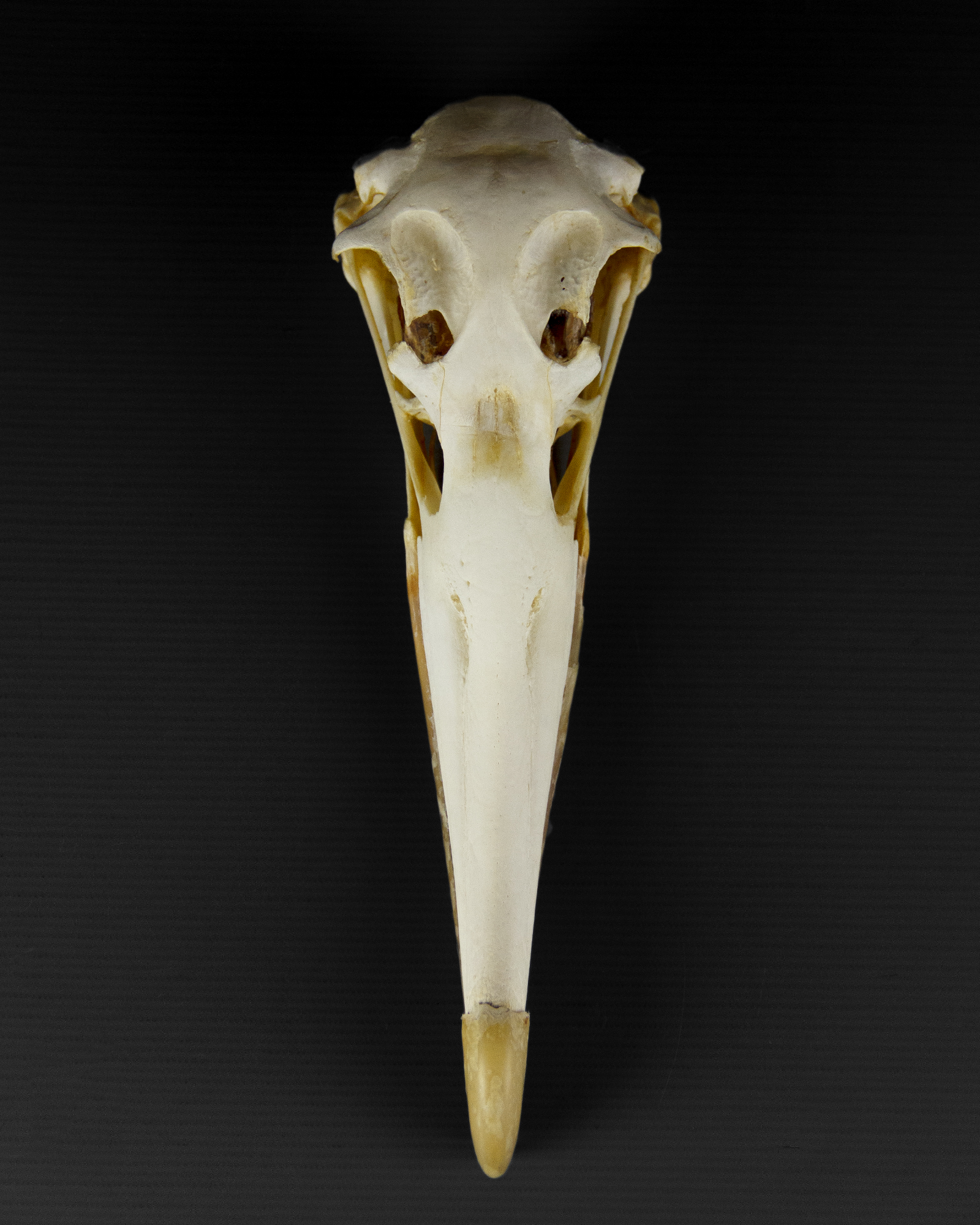Wandering Albatross Skull