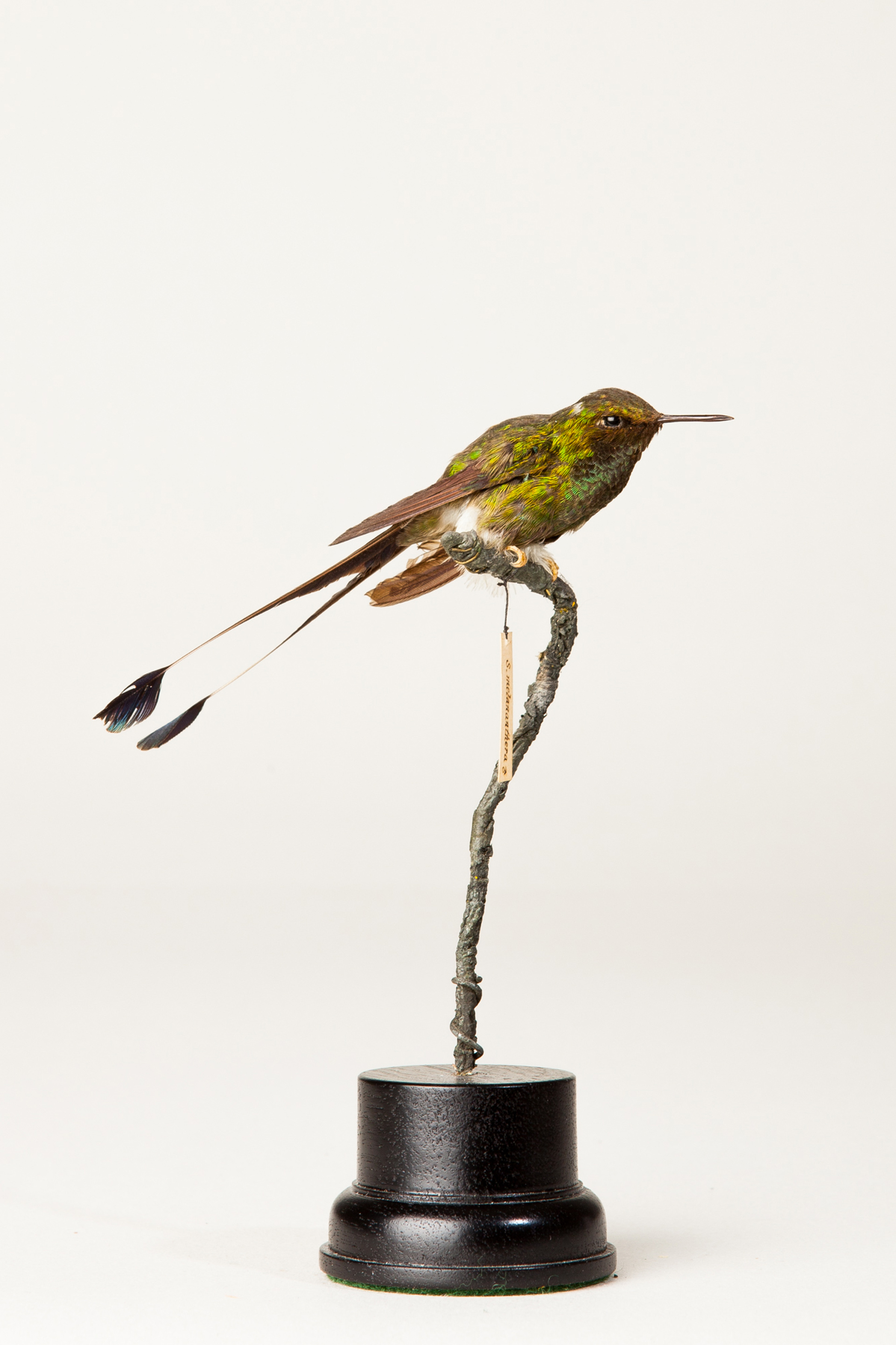 Taxidermy White-booted racket-tail