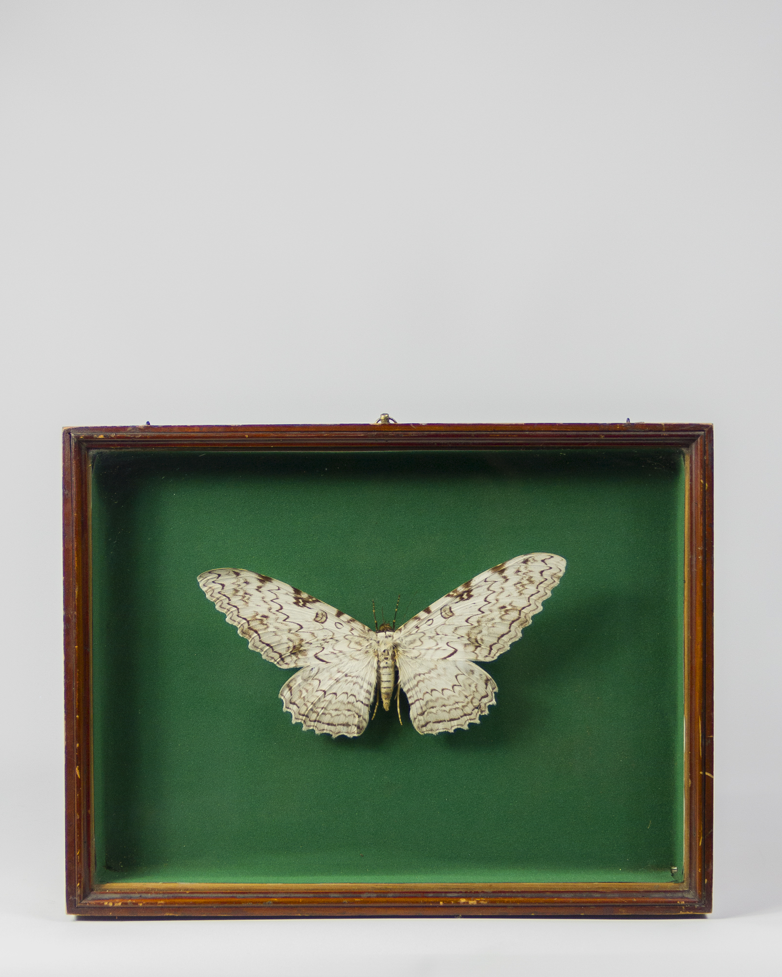 Taxidermy White Witch Moth