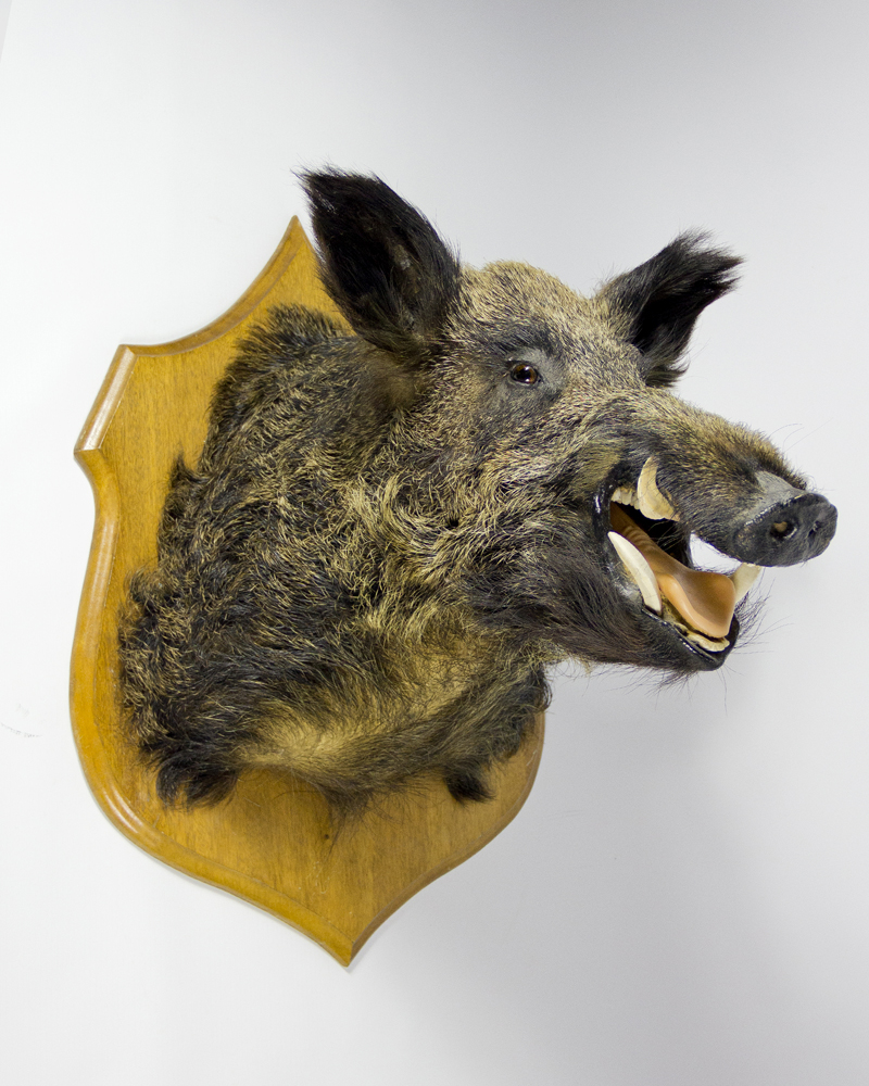 Taxidermy Wild Boar Head