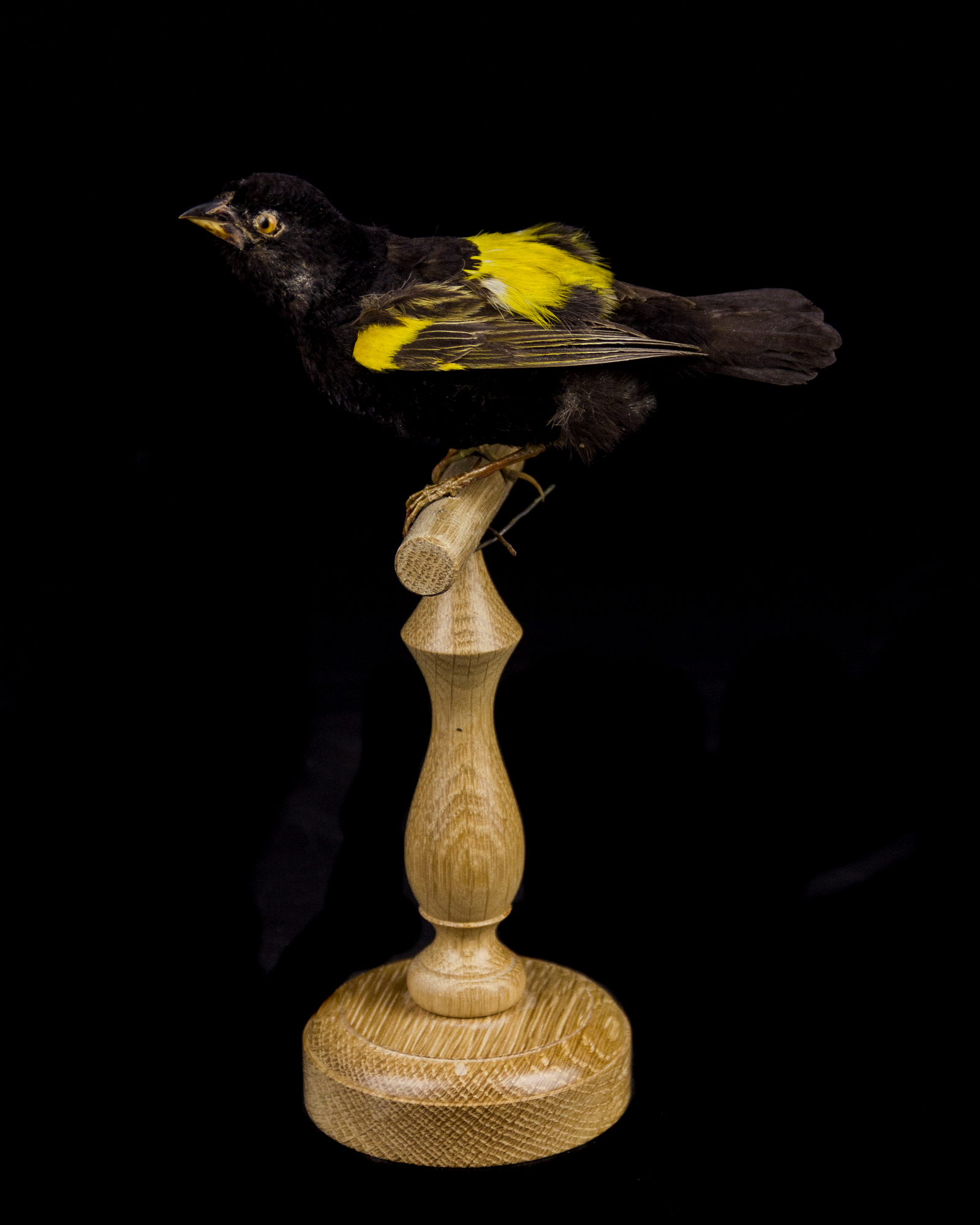 Taxidermy Yellow Bishop